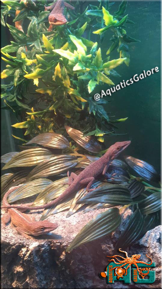 Lizards | Aquatics Galore