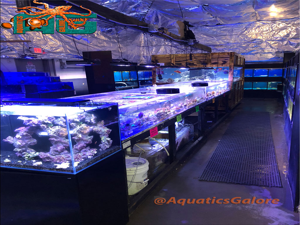 Frag tanks | Aquatics Galore