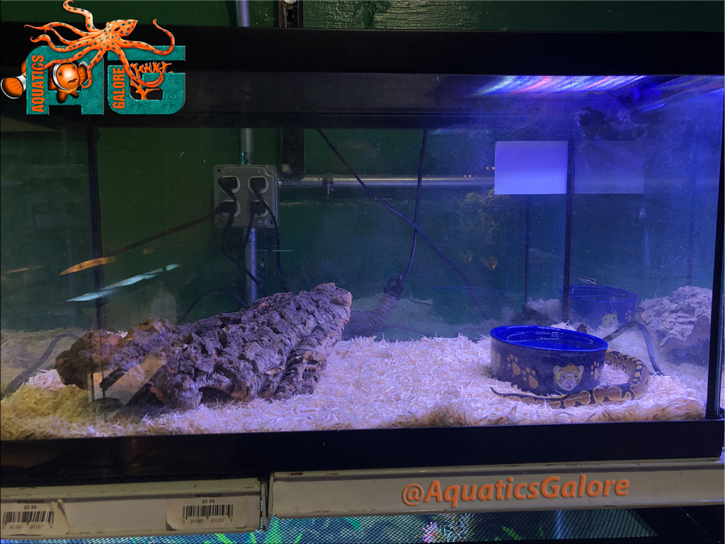 Ball Python | Aquatics Galore