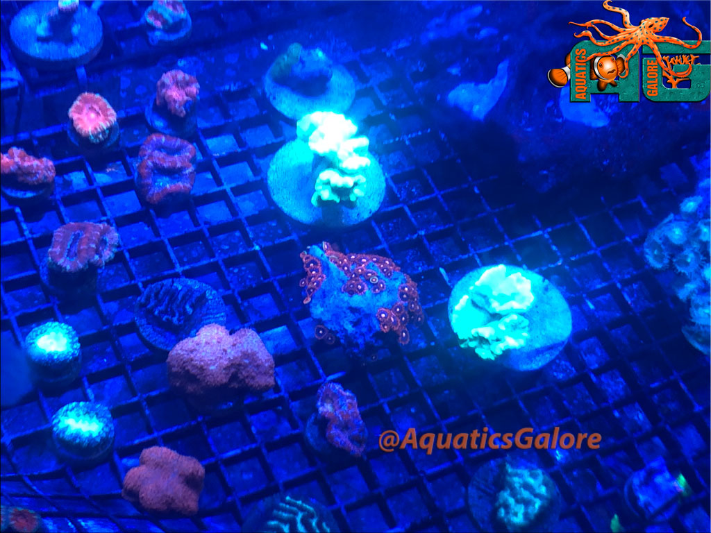 Blue-Light-Frags | Aquatics Galore