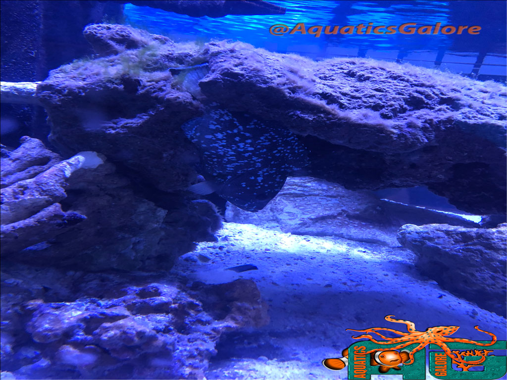Blue-Spotted-Cod-Grouper | Aquatics Galore