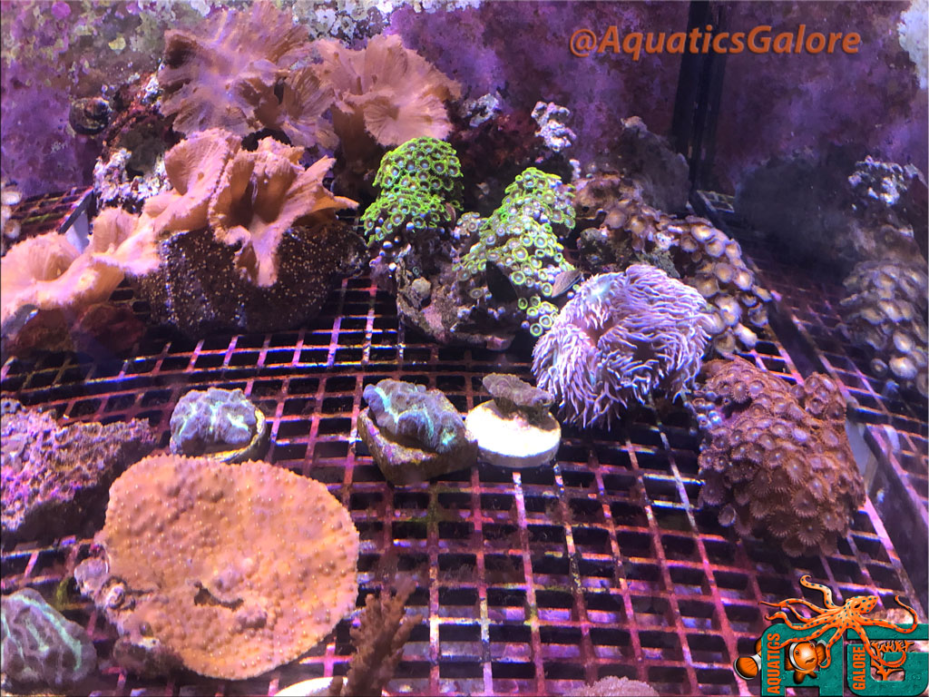 Cabbage & Duncan | Aquatics Galore