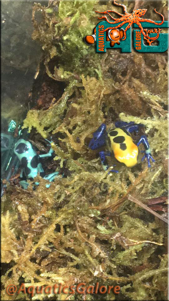 Dart Frog | Aquatics Galore