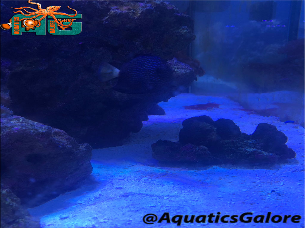 Gem Tang | Aquatics Galore