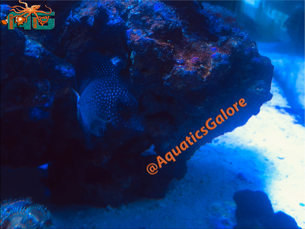 Nice Tang | Aquatics Galore