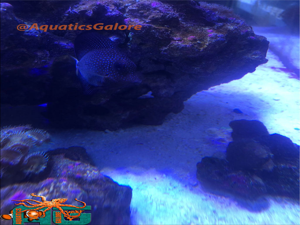 Tangs | Aquatics Galore