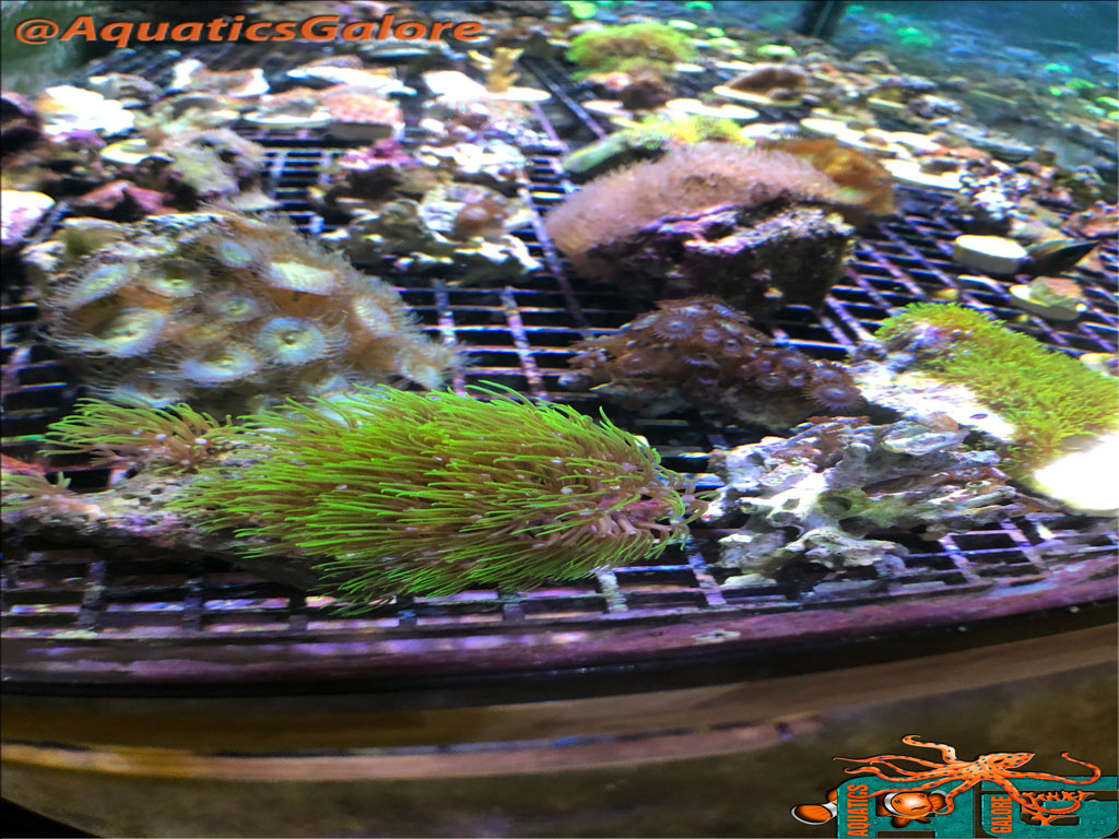 Green Star | Aquatics Galore