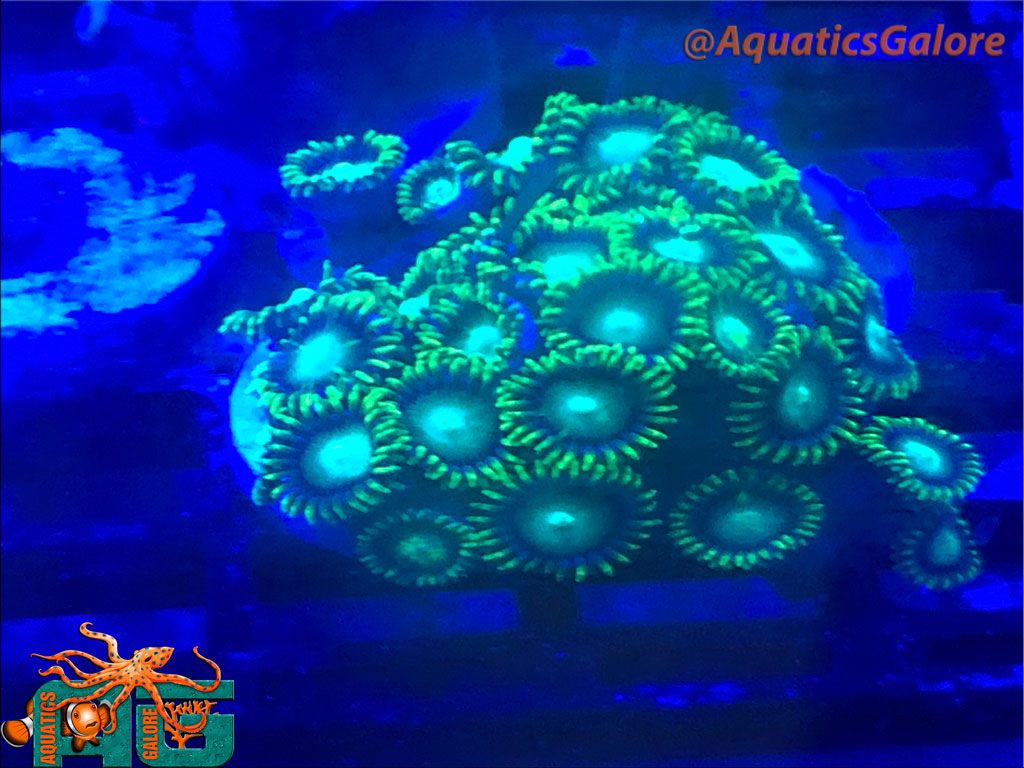Green-Zoanthid | Aquatics Galore