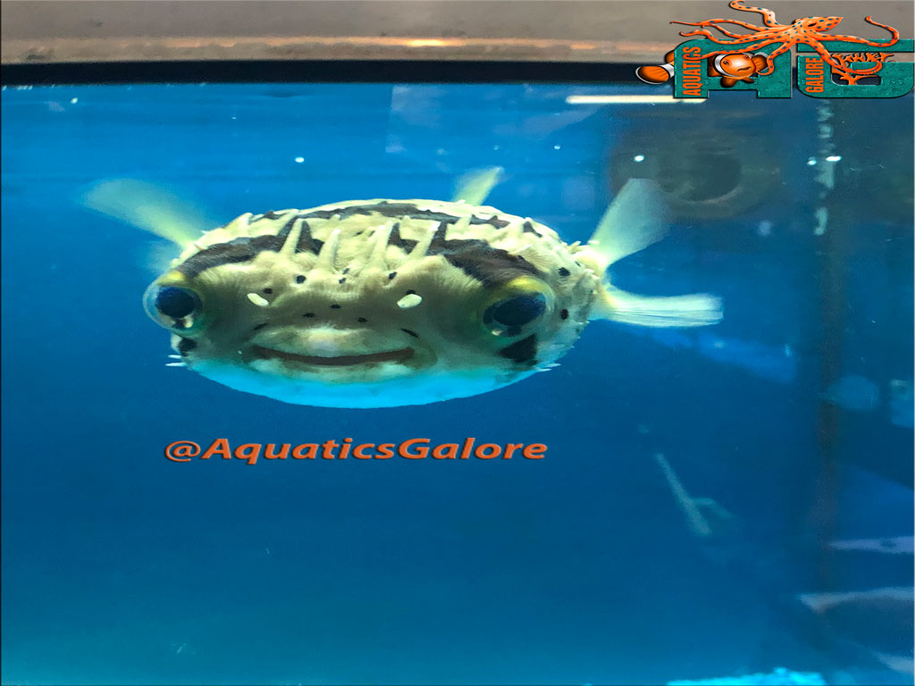 Puffer Smile | Aquatics Galore