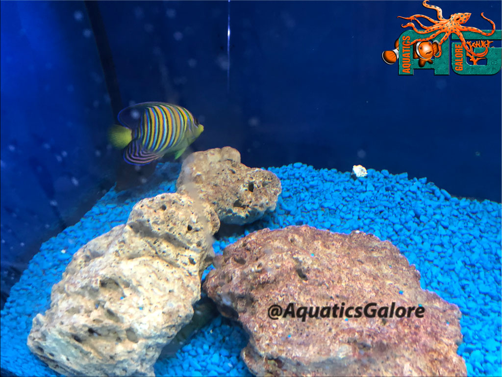 Regal Angel | Aquatics Galore
