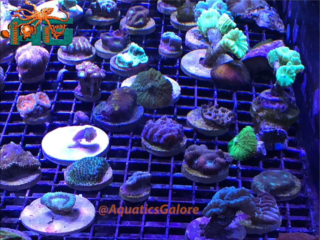 Variety-of-Frags | Aquatics Galore