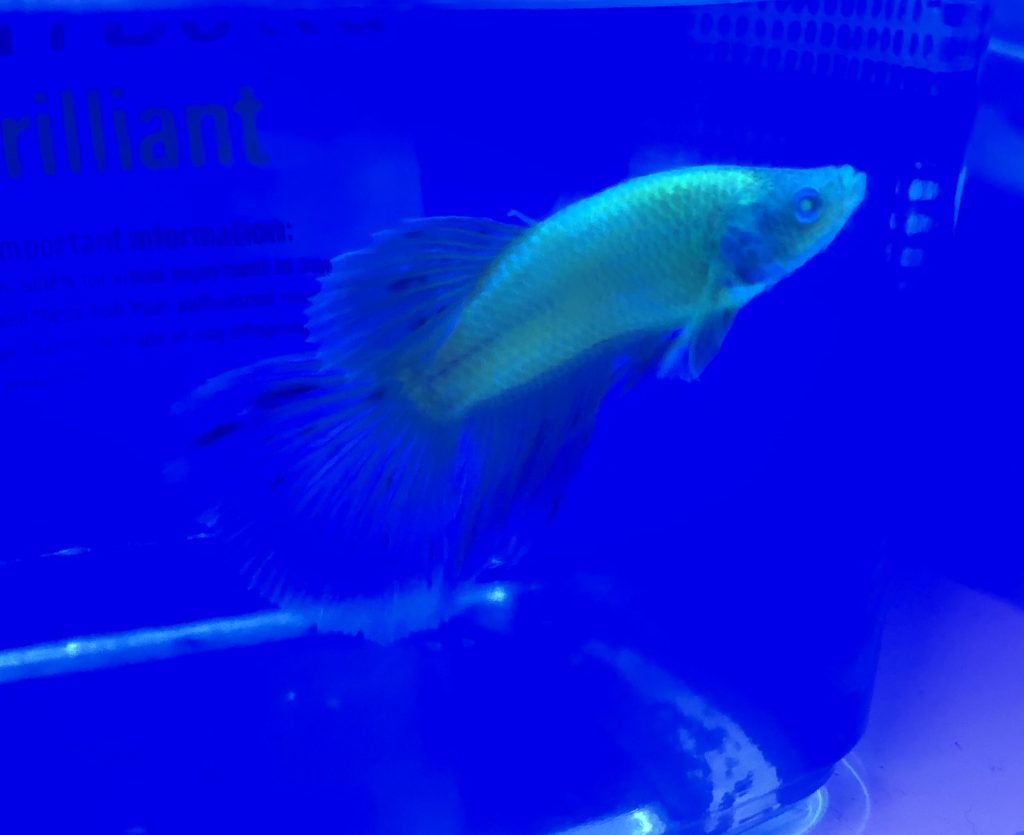 Glow bettas are here! | Aquatics Galore